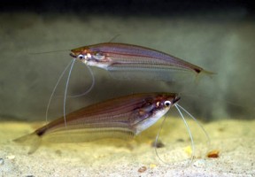 Ompok eugeneiatus (Borneo Glass Catfish) — Seriously Fish