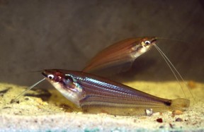 Ompok eugeneiatus (Borneo Glass Catfish) — Seriously Fish