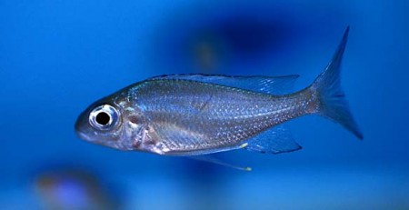 Ophthalmotilapia boops — Seriously Fish