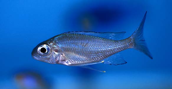 Ophthalmotilapia boops — Seriously Fish