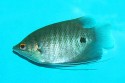 Osphronemus exodon (Elephant Ear Gourami) — Seriously Fish