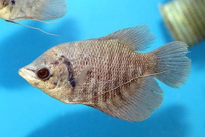 Osphronemus goramy (Giant Gourami) — Seriously Fish