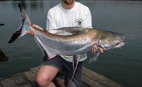 Pangasius sanitwongsei (Paroon Shark) — Seriously Fish