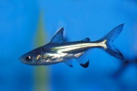 Pangasius sanitwongsei (Paroon Shark) — Seriously Fish