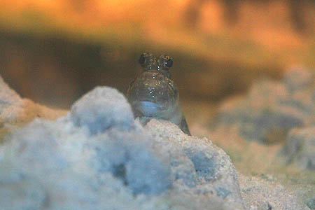 Periophthalmus barbarus (Atlantic Mudskipper) — Seriously Fish