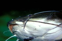 Phractocephalus hemioliopterus (Red-tail Catfish) — Seriously Fish