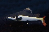 Phractocephalus hemioliopterus (Red-tail Catfish) — Seriously Fish