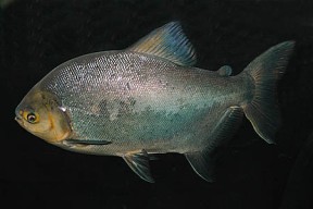 Piaractus brachypomus (Red-bellied Pacu) — Seriously Fish