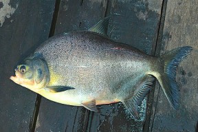 Piaractus brachypomus (Red-bellied Pacu) — Seriously Fish