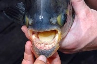 Piaractus brachypomus (Red-bellied Pacu) — Seriously Fish