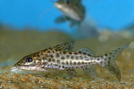 Pimelodus maculatus (Spotted Pim) — Seriously Fish