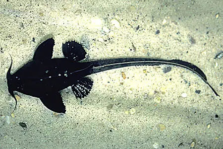 Platystacus cotylephorus (Banded Banjo Catfish) — Seriously Fish
