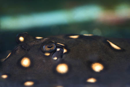Potamotrygon leopoldi (Polka Dot Stingray, P13/14, P62) — Seriously Fish