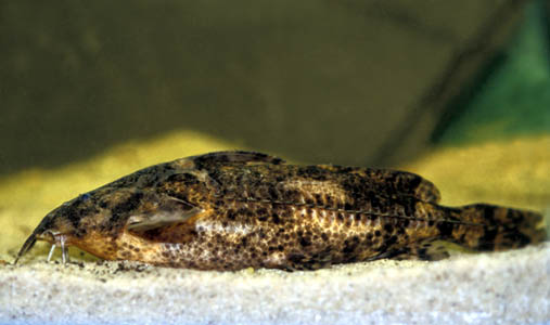 Rhinodoras boehlkei (Fog Talking Catfish) — Seriously Fish