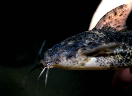 Rhinodoras boehlkei (Fog Talking Catfish) — Seriously Fish