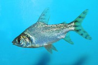 Semaprochilodus insignis (Flagtail Prochilodus) — Seriously Fish