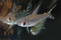 Semaprochilodus insignis (Flagtail Prochilodus) — Seriously Fish