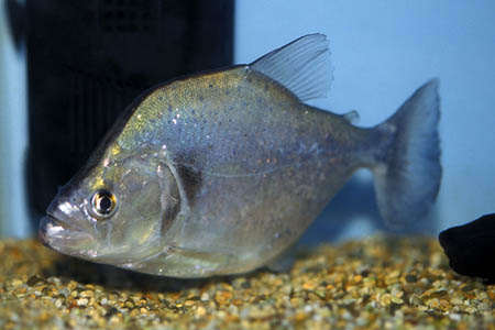 Serrasalmus geryi (Géry's Pirambeba) — Seriously Fish