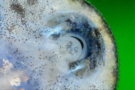 Sewellia lineolata – Tiger Hillstream Loach (Balitora lineolata ...