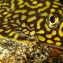 Sewellia lineolata – Tiger Hillstream Loach (Balitora lineolata ...