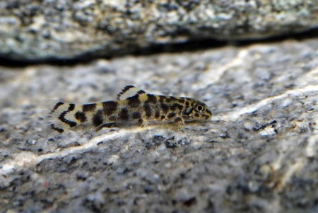 Sewellia lineolata – Tiger Hillstream Loach (Balitora lineolata ...