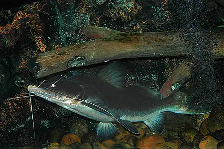 Sperata aor (Indian Shovelnose Catfish) — Seriously Fish