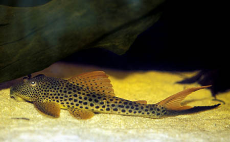 Squaliforma cf. emarginata (Red Fin Thresher Plec, L035, L011, L108 ...