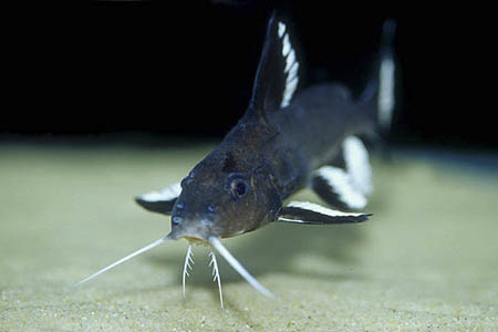 Synodontis granulosus - Alchetron, The Free Social Encyclopedia