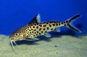 Synodontis multipunctata (Cuckoo Synodontis) — Seriously Fish