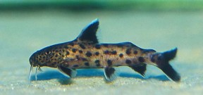 Synodontis petricola (Dwarf Lake Synodontis, False Cuckoo Synodontis ...