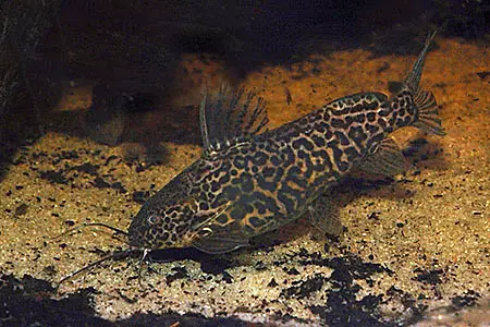 Synodontis marbré | L'aquarium de Poseidon