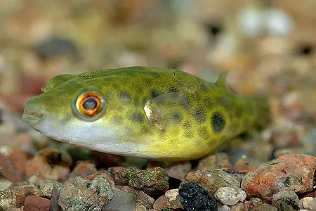Tetraodon cochinchinensis (Fang's Puffer) — Seriously Fish
