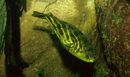 Tetraodon lineatus (Fahaka Puffer) — Seriously Fish