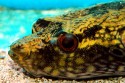 Tetraodon palembangensis (Humpback Puffer) — Seriously Fish