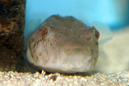 Tetraodon suvattii (Arrowhead Puffer) — Seriously Fish