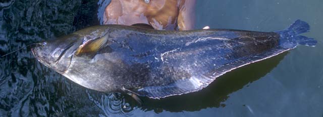 Wallago leerii (Striped Wallago Catfish) — Seriously Fish