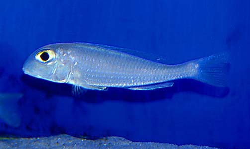 Xenotilapia sima (Big-Eyed Xenotilapia) — Seriously Fish