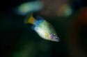 Xenotoca eiseni (Redtail Goodeid, Orangetail Goodeid, Redtail Splitfin ...
