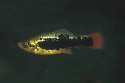 Xiphophorus variatus – Variable Platy — Seriously Fish