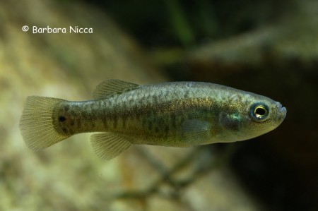 Esmaeilius persicus – Farsi Toothcarp (Aphanius farsicus, Aphanius ...