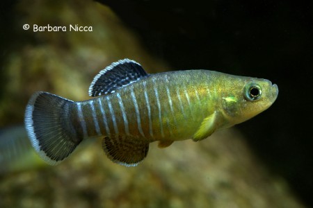 Esmaeilius persicus – Farsi Toothcarp (Aphanius farsicus, Aphanius ...