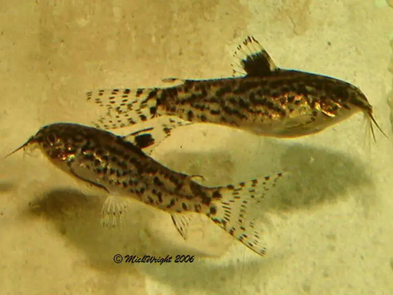 Aspidoras pauciradiatus (Corydoras pauciradiatus) — Seriously Fish