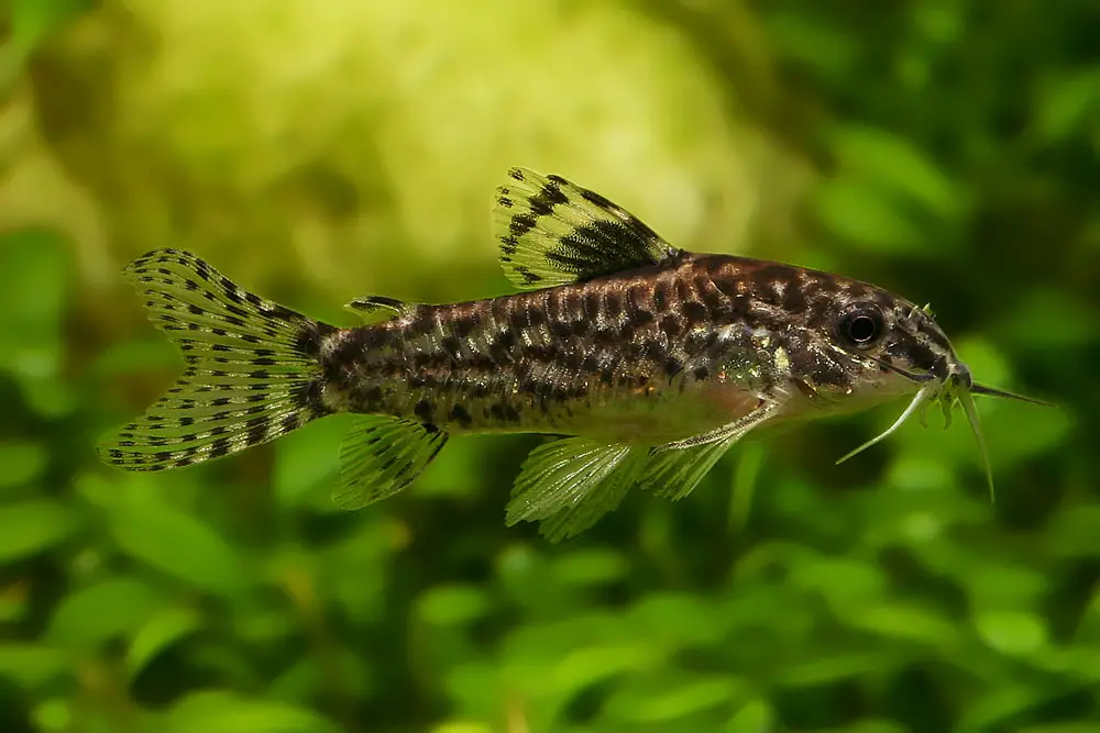 Aspidoras pauciradiatus (Corydoras pauciradiatus) — Seriously Fish