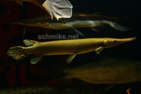 Atractosteus tristoechus – Cuban Gar — Seriously Fish