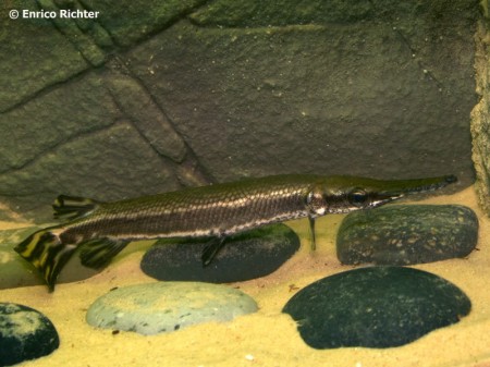 Atractosteus tristoechus – Cuban Gar — Seriously Fish