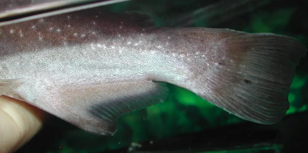 Auchenipterichthys coracoideus (Midnight Catfish) — Seriously Fish
