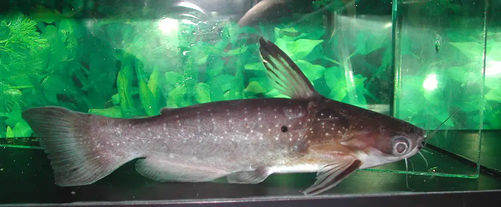 Auchenipterichthys coracoideus (Midnight Catfish) — Seriously Fish