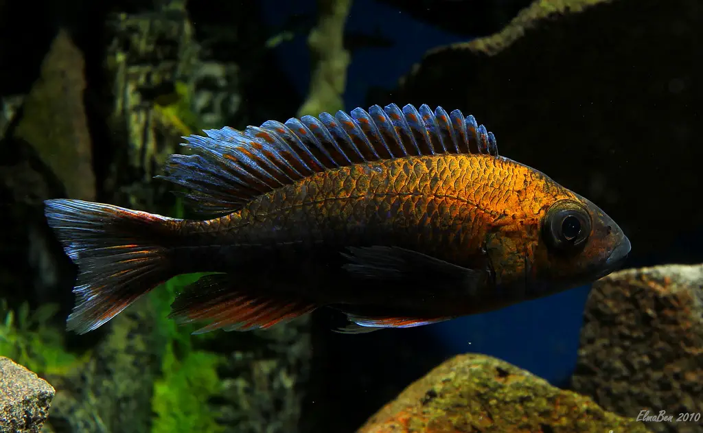 Aulonocara Jacobfreibergi Otter Point