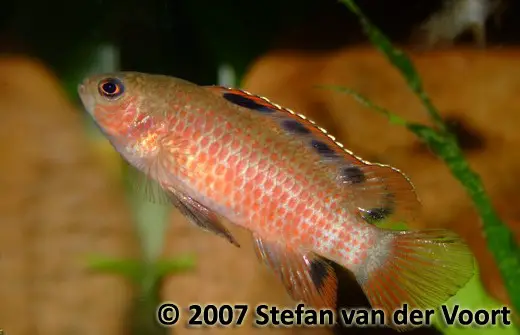 Badis singenensis, the most unique badid gets a name – or does it ...