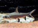 Balantiocheilos melanopterus – Silver Shark (Barbus melanopterus ...